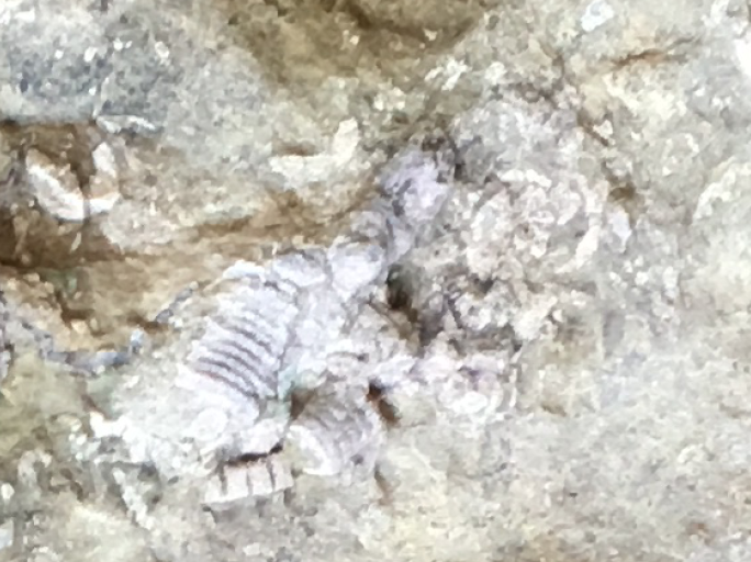 Crinoids | Fossils In The Rocks