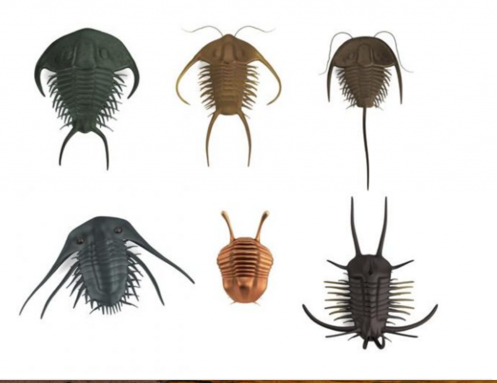 Trilobites | Fossils In The Rocks