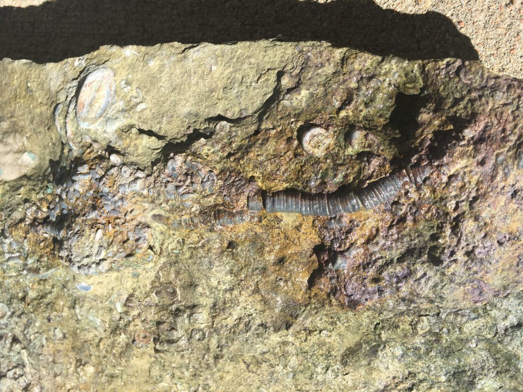 Crinoids | Fossils In The Rocks